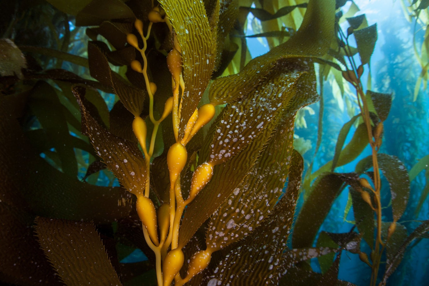 Harnessing The Benefits of Giant Sea Kelp For Your Skin – Vitali Skincare